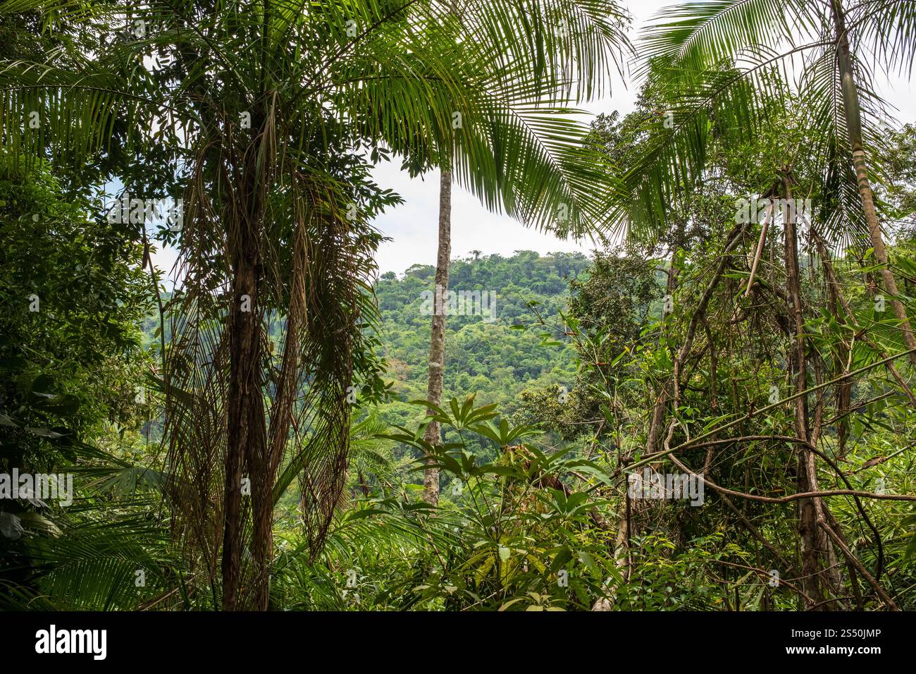 Jungle Fauna on the Hiking trail to Sono Beach near Paraty, Rio De ...