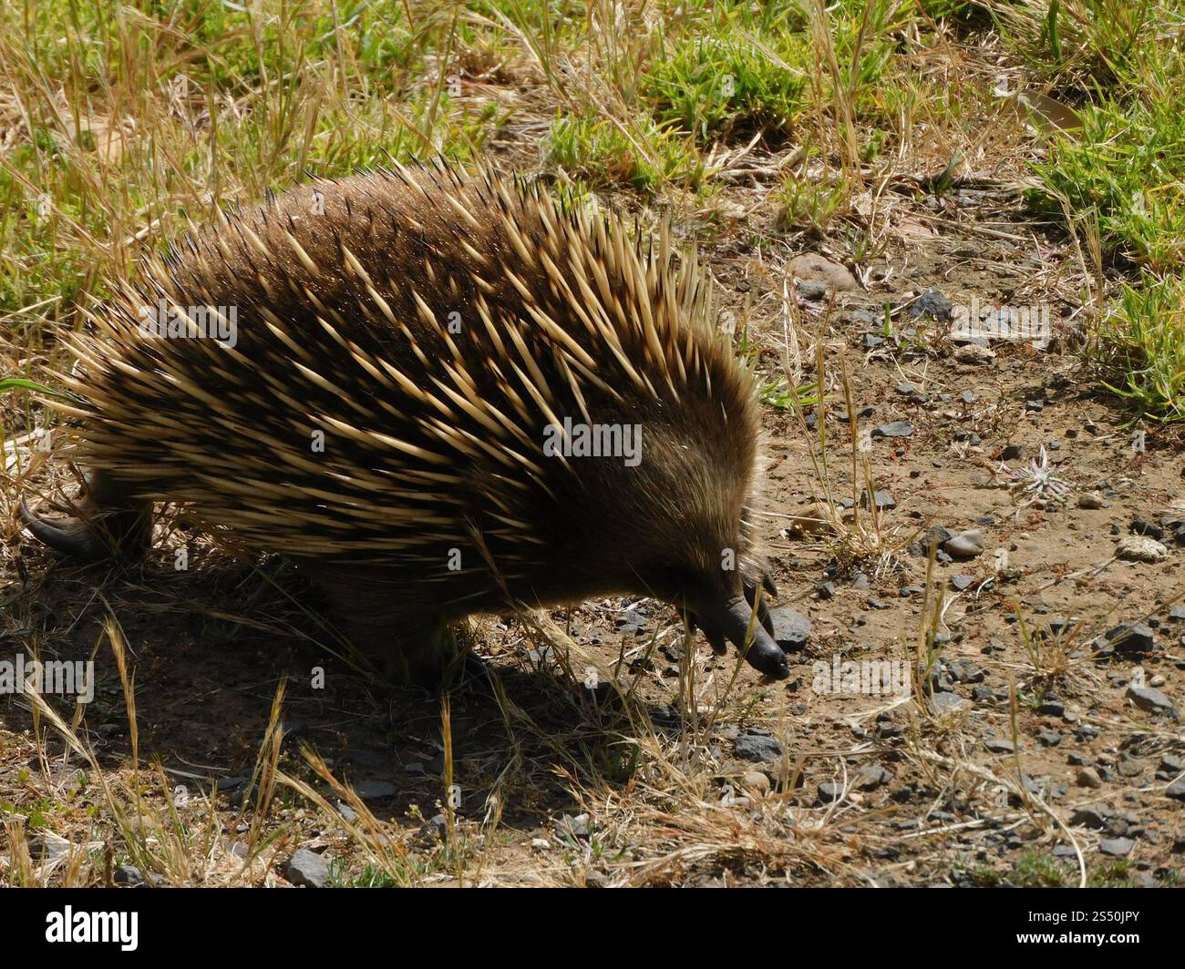 Tasmanian Echidna (Tachyglossus aculeatus setosus Stock Photo - Alamy