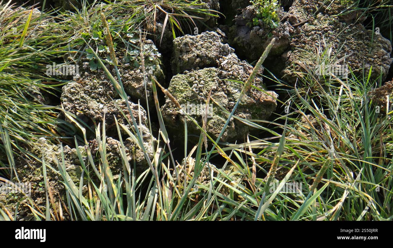 short-awn foxtail (Alopecurus aequalis Stock Photo - Alamy