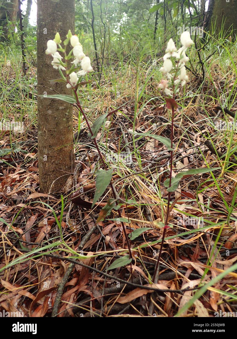 Fanny Kappie (Disperis fanniniae Stock Photo - Alamy