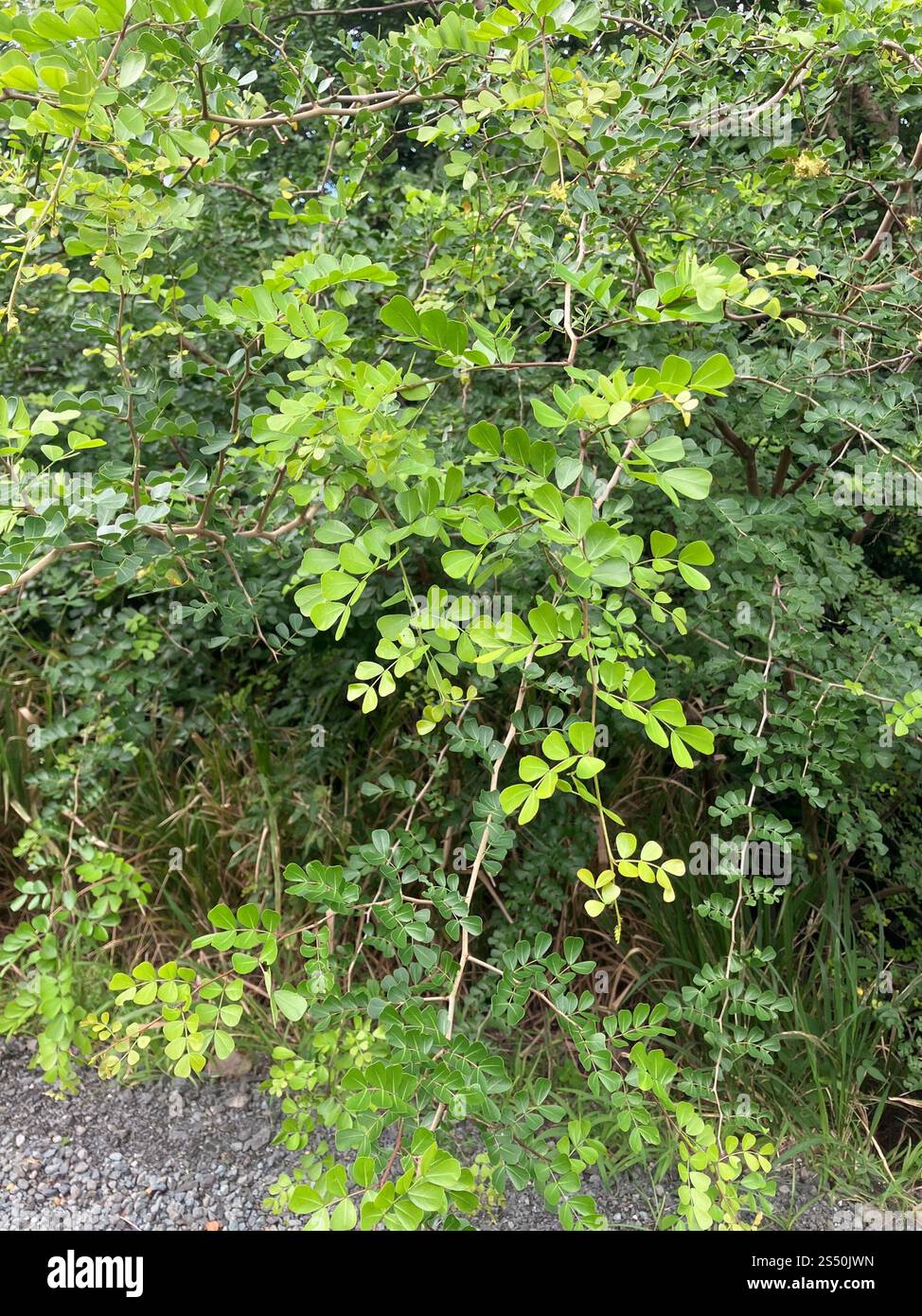 Bloodwood Tree (Haematoxylum campechianum Stock Photo - Alamy