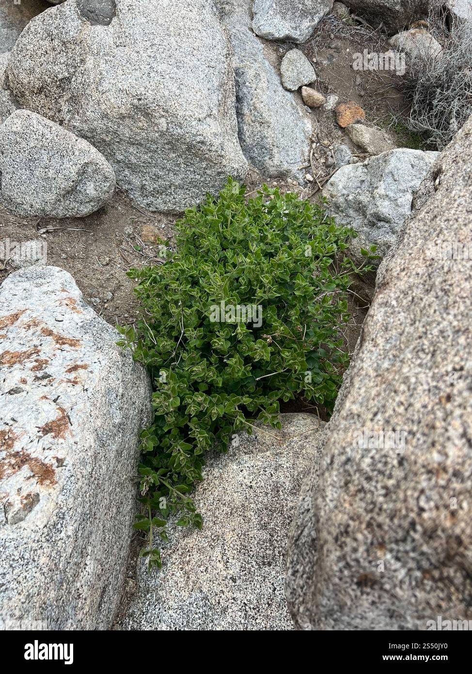 Wishbone Bush (Mirabilis laevis Stock Photo - Alamy