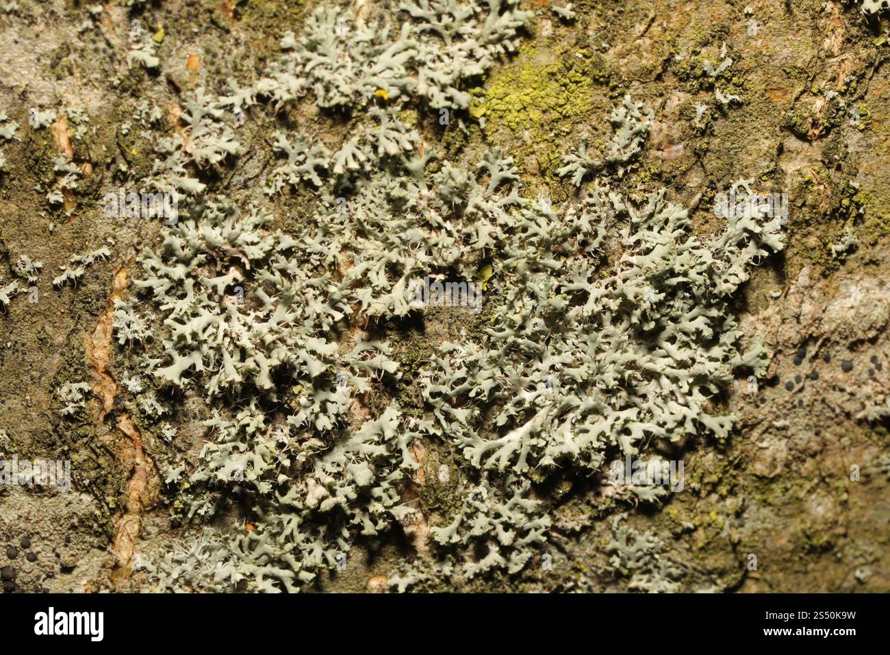 Fringed Rosette Lichen (Physcia tenella Stock Photo - Alamy