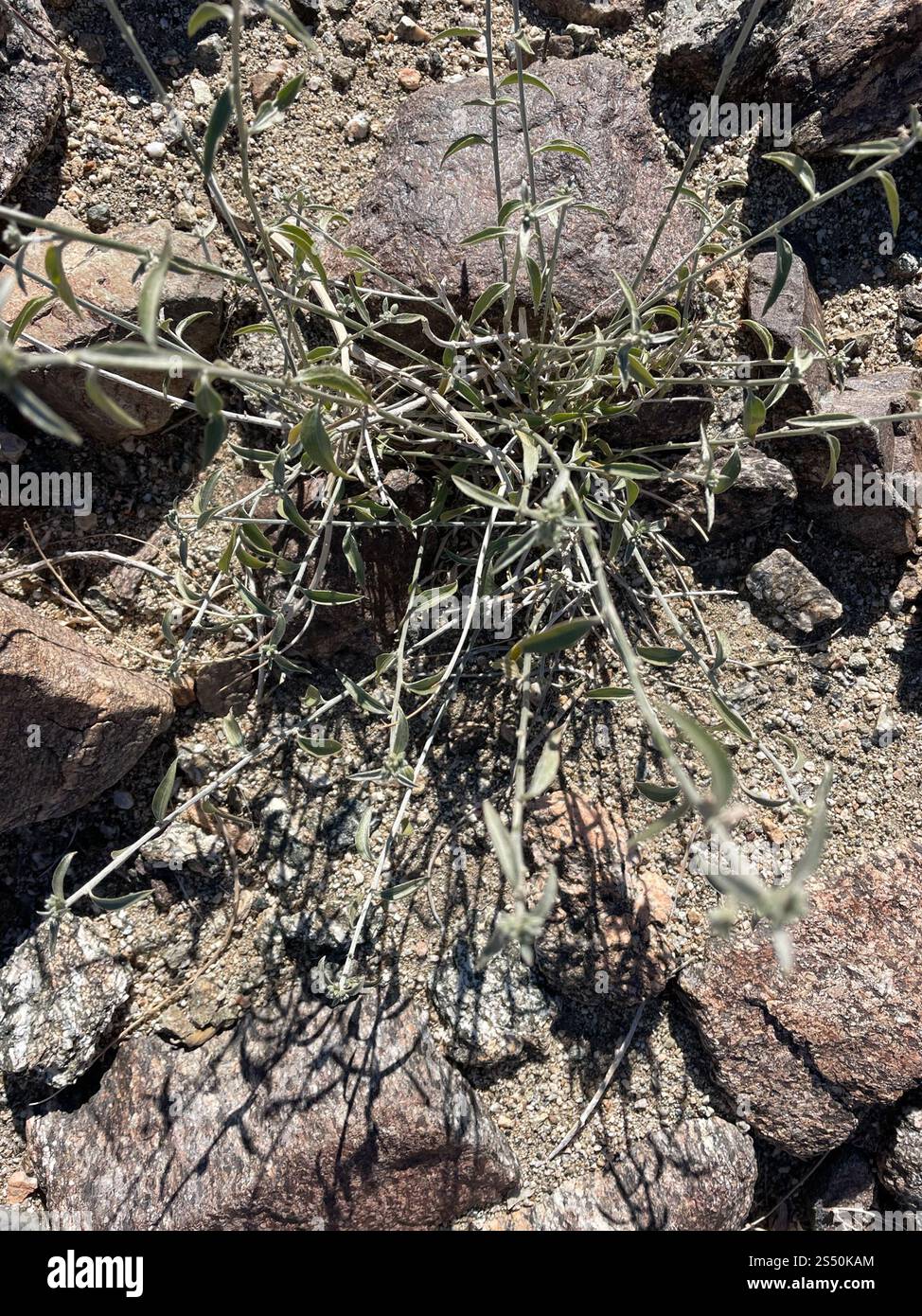 Lance-leaved Ditaxis (Argythamnia lanceolata Stock Photo - Alamy