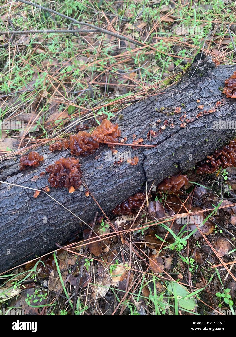 Leafy Brain (Phaeotremella foliacea Stock Photo - Alamy