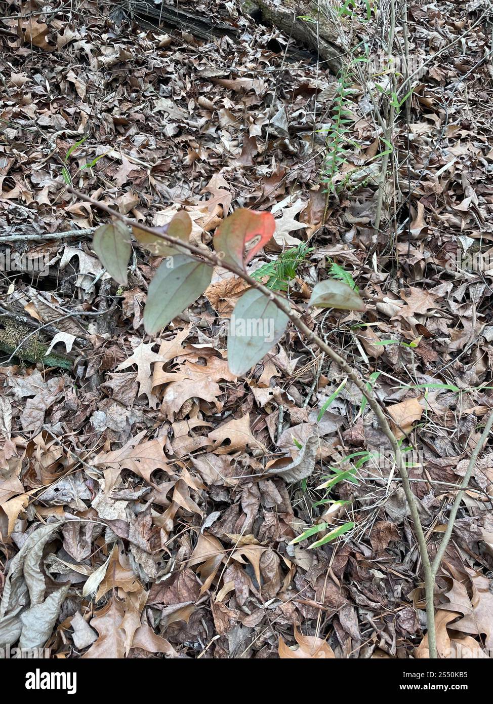 sawbrier (Smilax glauca Stock Photo - Alamy