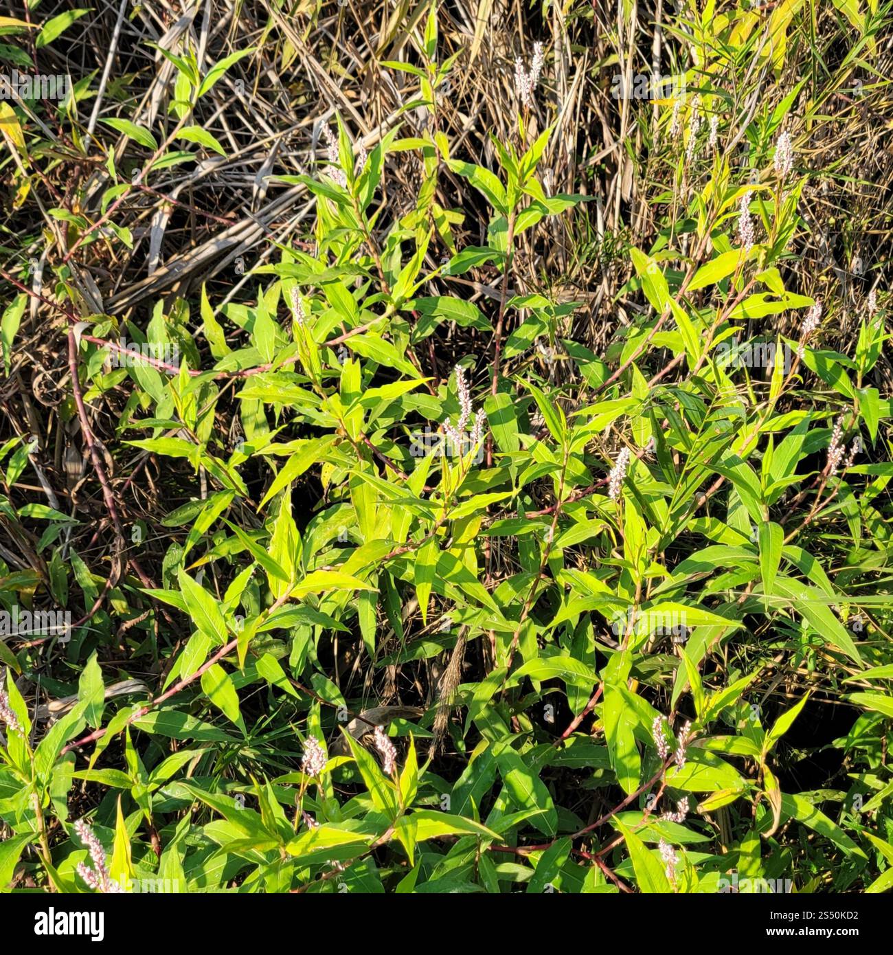 pale smartweed (Persicaria lapathifolia Stock Photo - Alamy