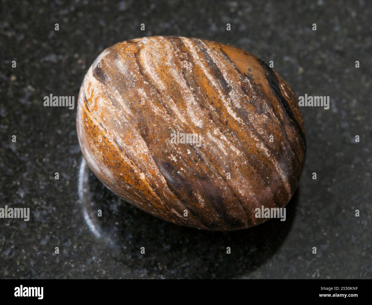 macro shooting of natural mineral rock specimen - polished stromatolite ...