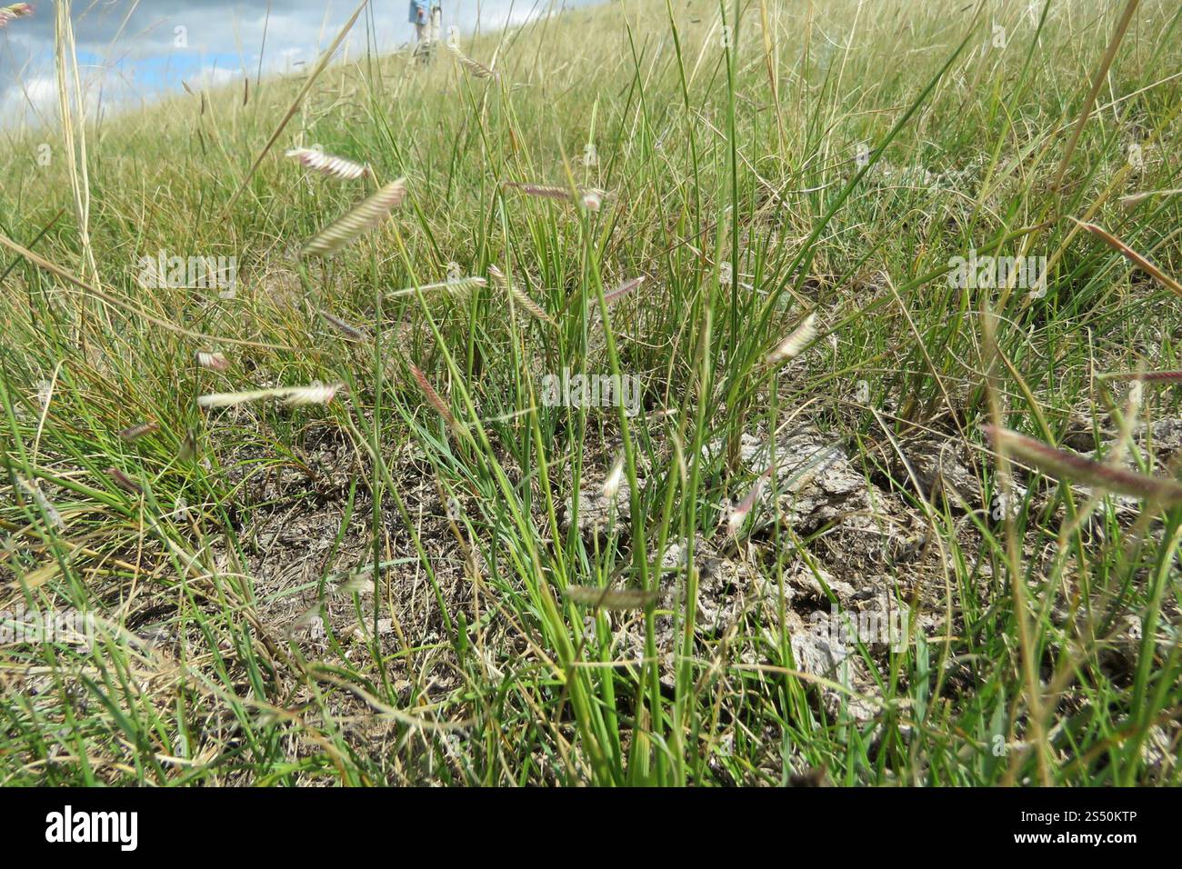 Blue Grama (Bouteloua gracilis Stock Photo - Alamy
