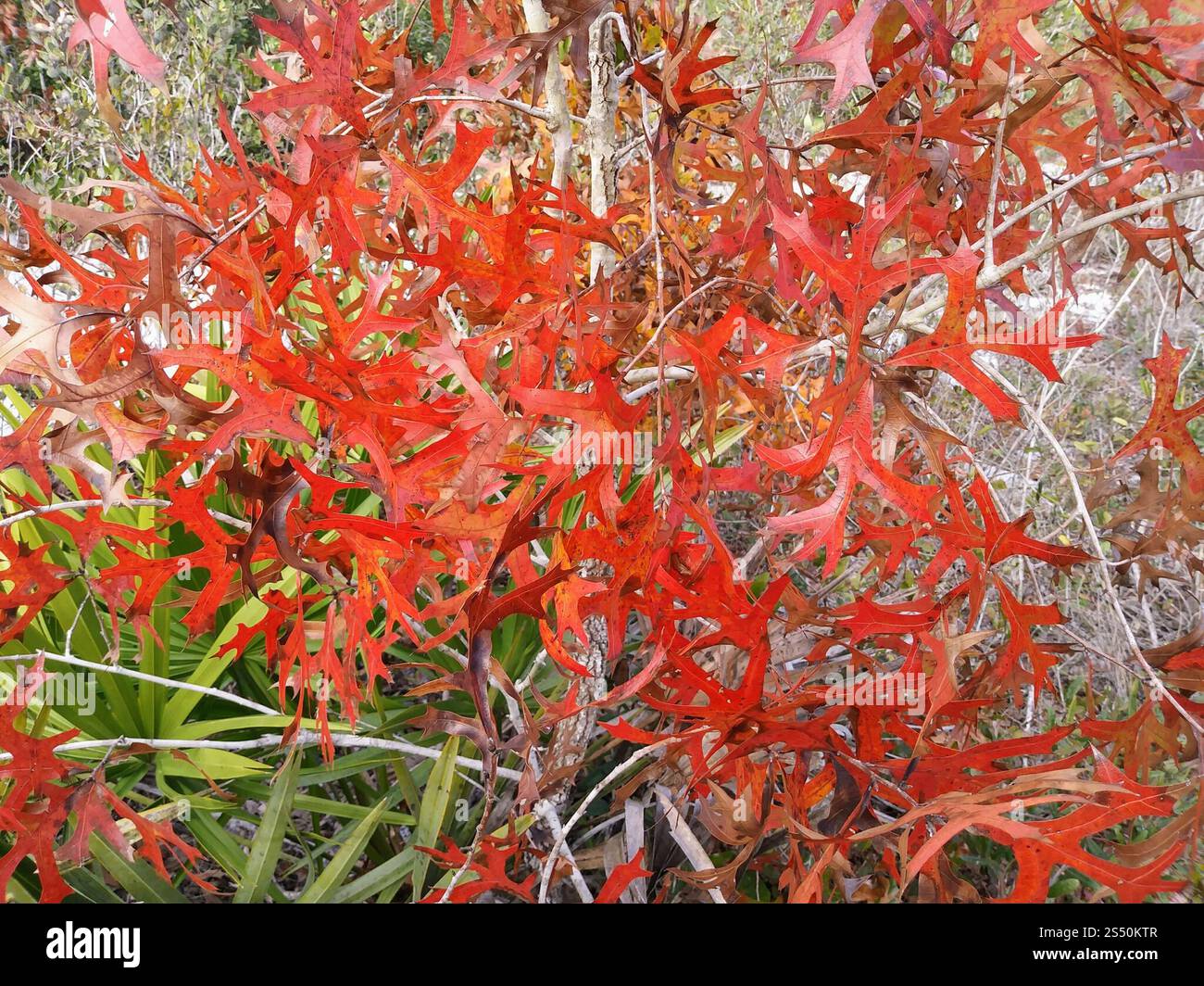 American turkey oak (Quercus laevis Stock Photo - Alamy