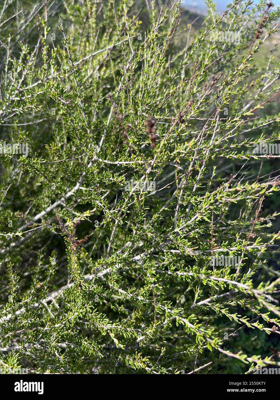 chamise (Adenostoma fasciculatum Stock Photo - Alamy