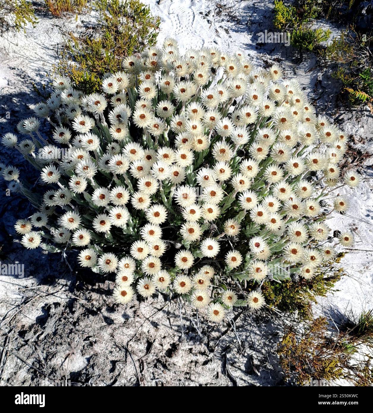 Cape Snow (Syncarpha vestita Stock Photo - Alamy