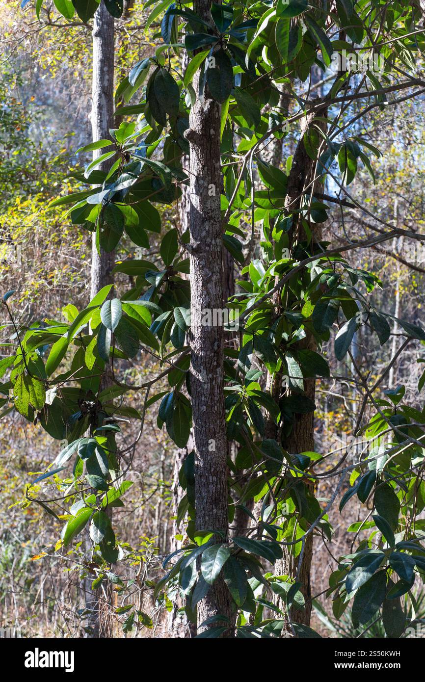 southern magnolia (Magnolia grandiflora Stock Photo - Alamy