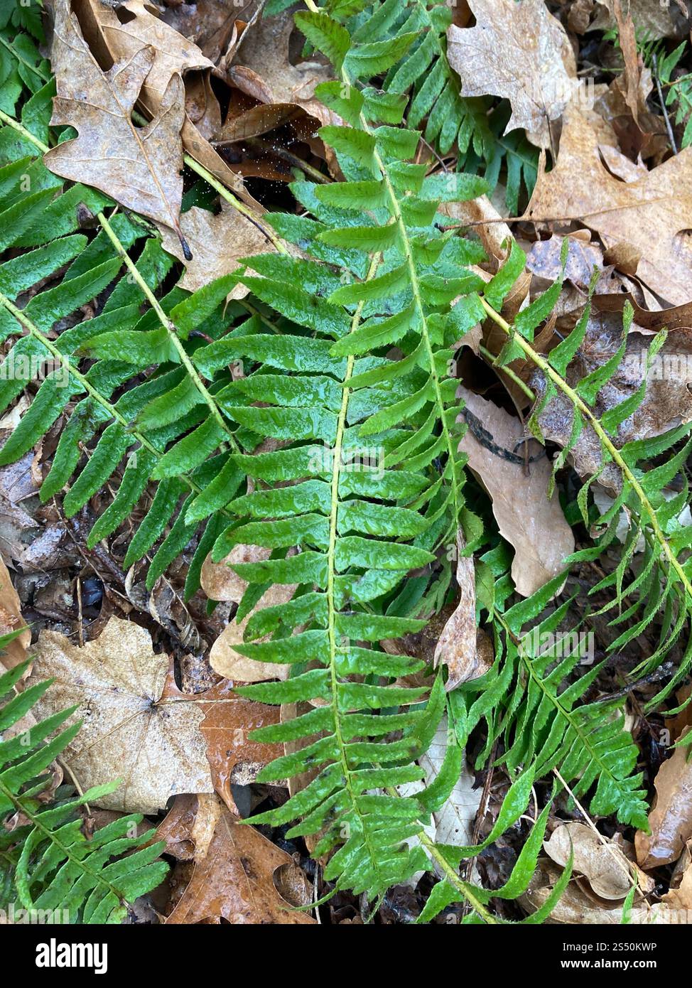 Christmas fern (Polystichum acrostichoides Stock Photo - Alamy