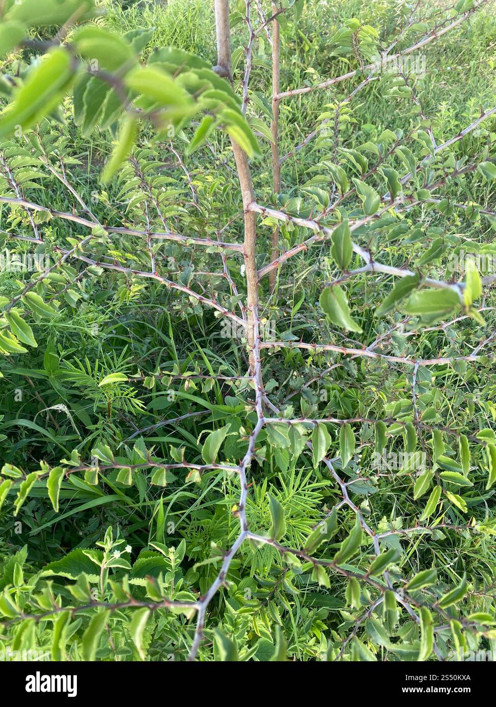 buffalo-thorn (Ziziphus mucronata Stock Photo - Alamy