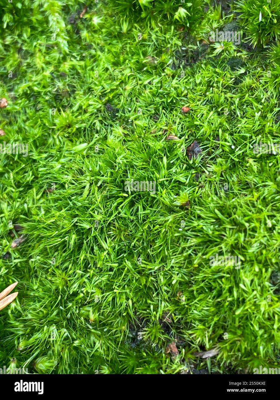 Dwarf Swan-neck Moss (Campylopus pyriformis Stock Photo - Alamy