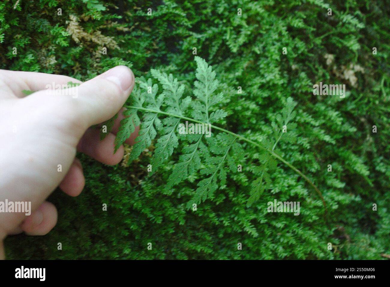 Mackay's Fragile Fern (Cystopteris tenuis Stock Photo - Alamy
