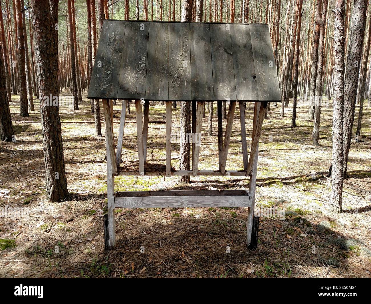 Manger with hay for wild animals in summer forest. Manger with hay for ...