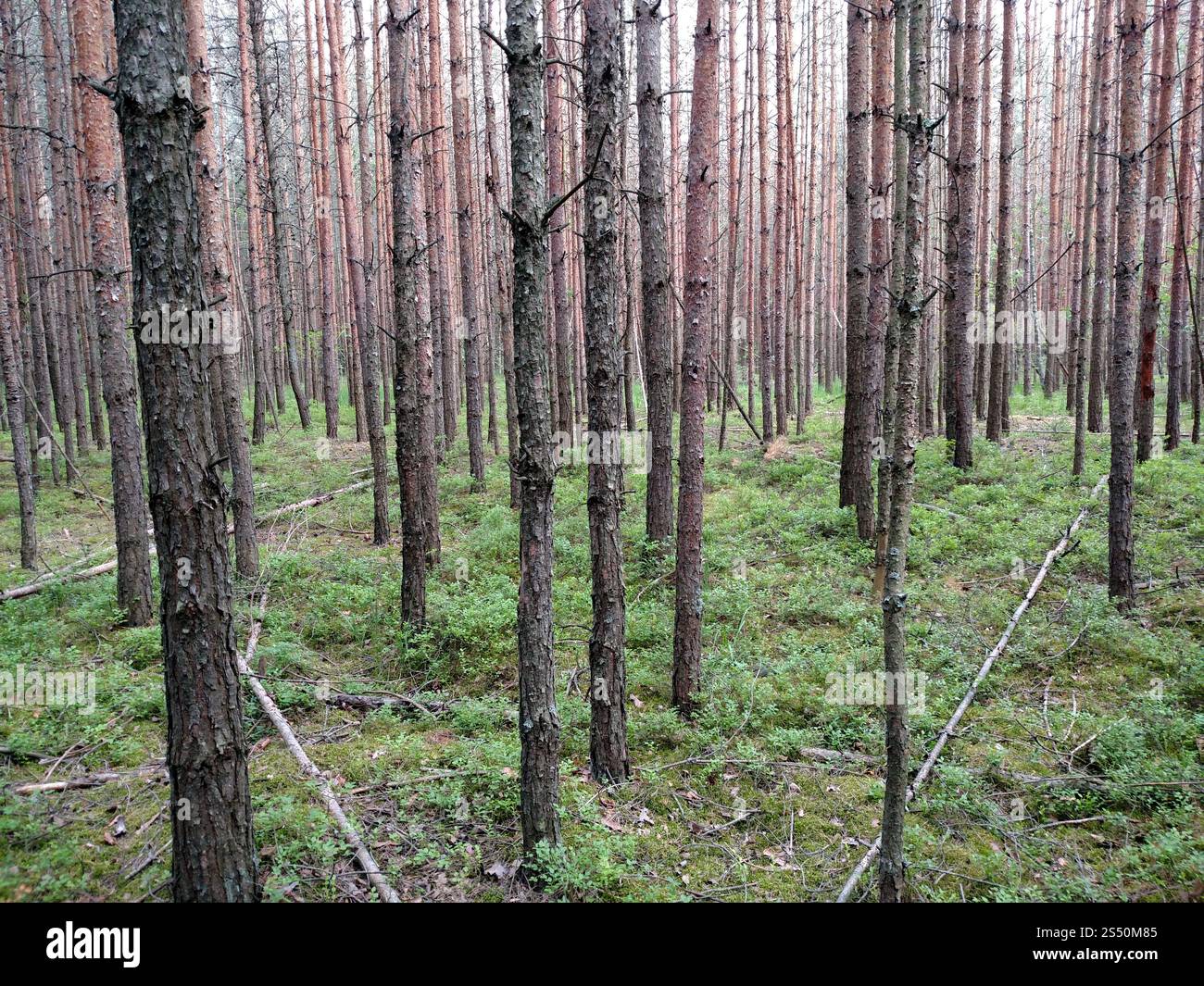 Dark forest background. Ukraine forest trees . Dark forest background ...
