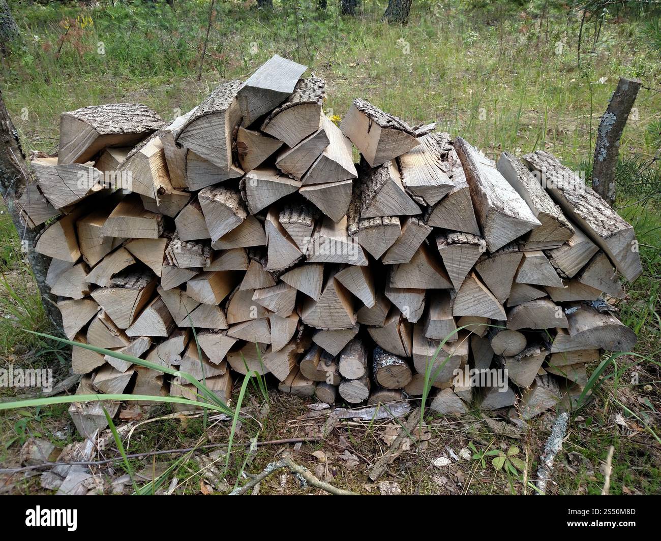 Preparation of firewood . Background. Firewood in the forest. Firewood ...
