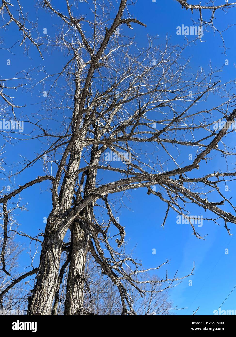 rock elm (Ulmus thomasii Stock Photo - Alamy