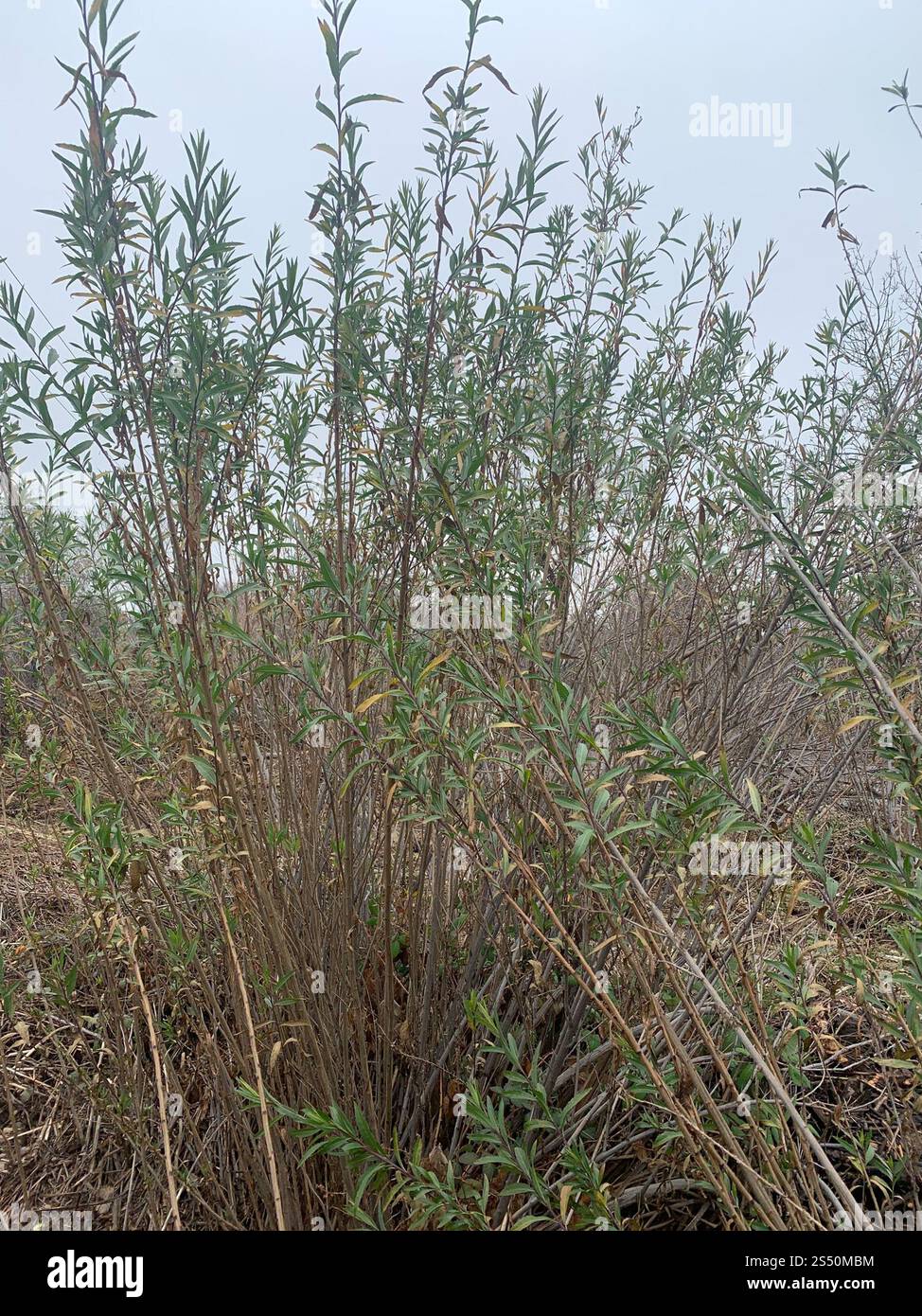 mule fat (Baccharis salicifolia Stock Photo - Alamy