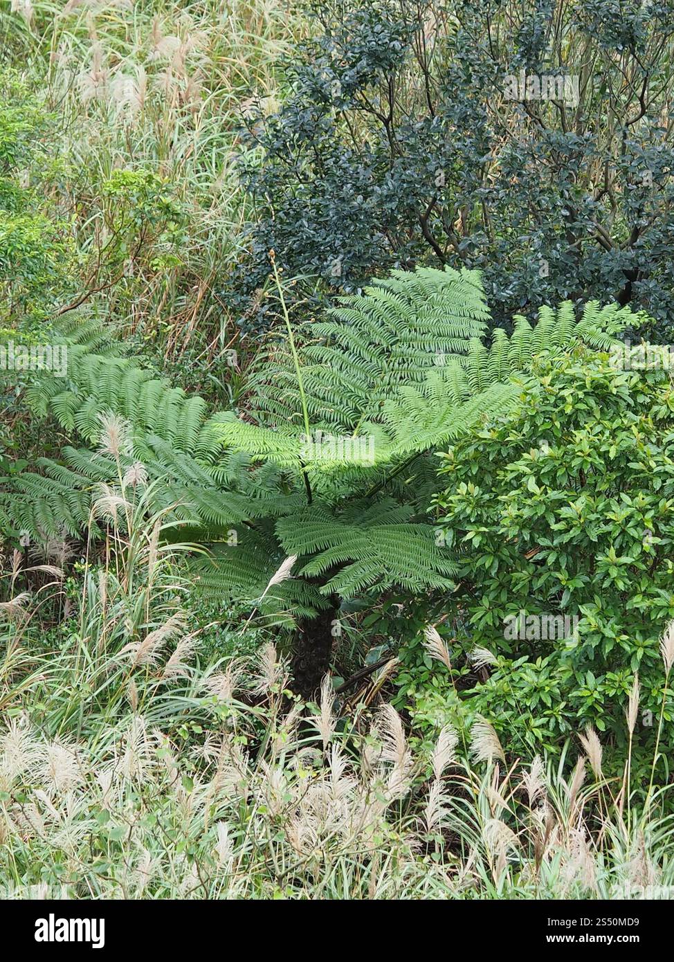 Flying Spider Monkey Tree Fern (Sphaeropteris lepifera Stock Photo - Alamy