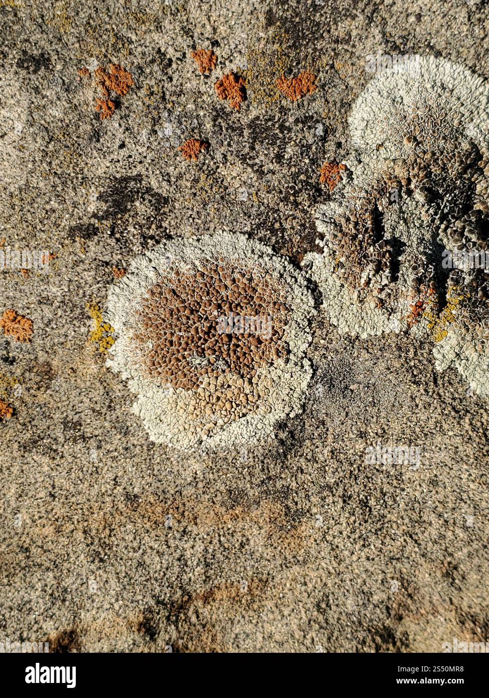 rim lichens, disc lichens, and allies (Lecanoraceae Stock Photo - Alamy