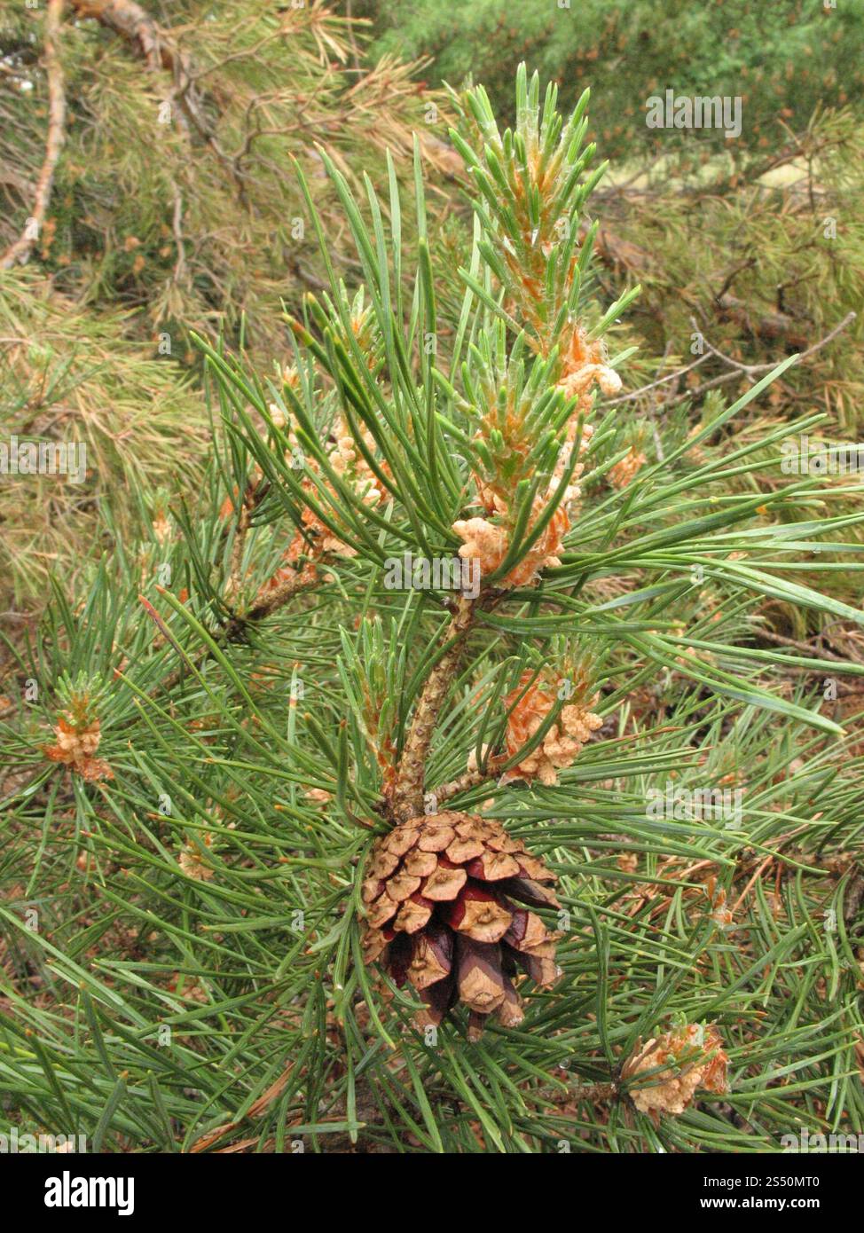 Scots pine (Pinus sylvestris Stock Photo - Alamy