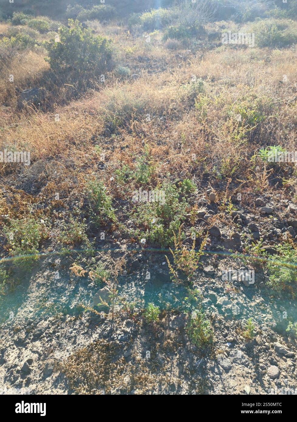 thickleaf rockdaisy (Perityle crassifolia Stock Photo - Alamy