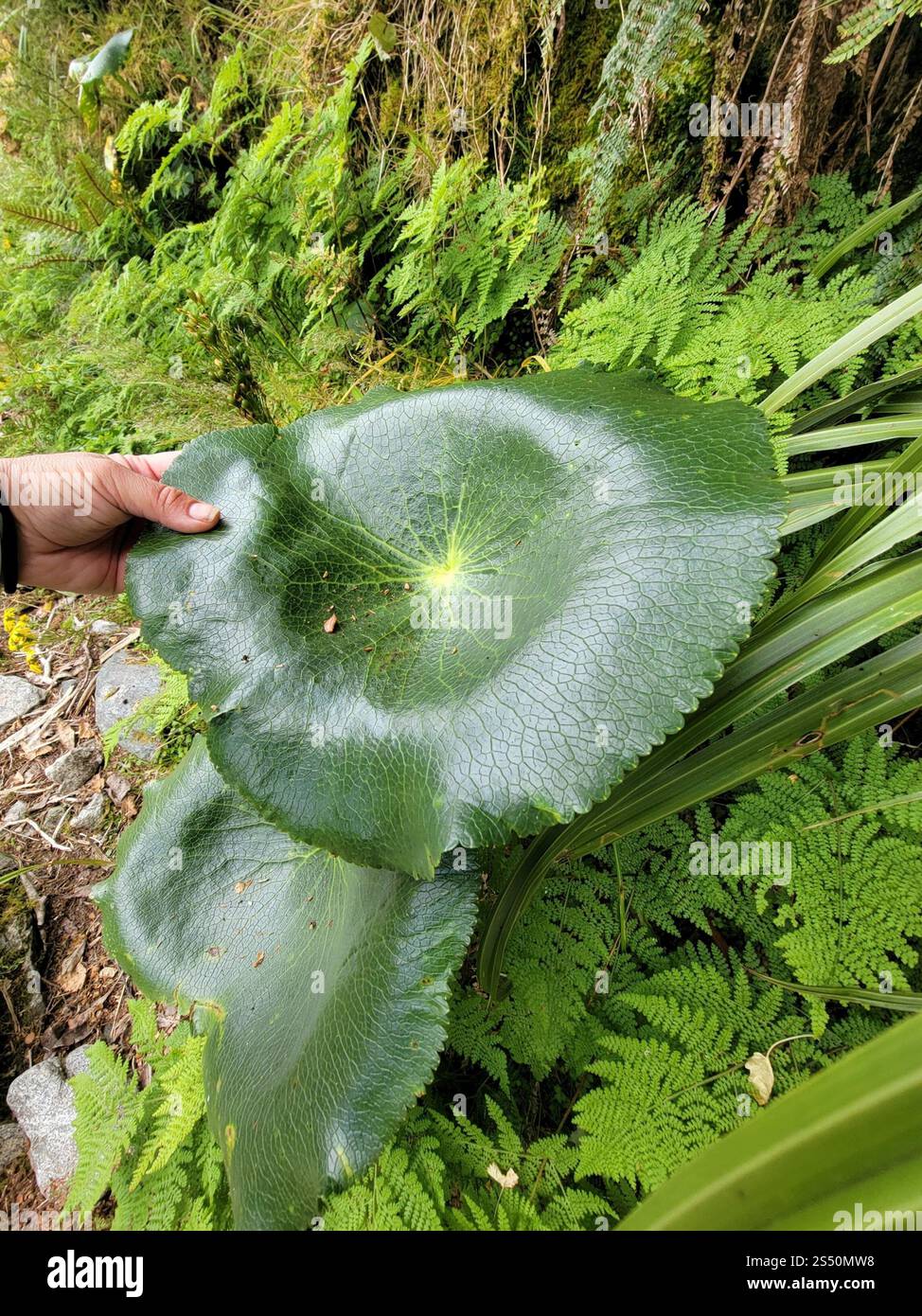 Mount Cook lily (Ranunculus lyallii Stock Photo - Alamy