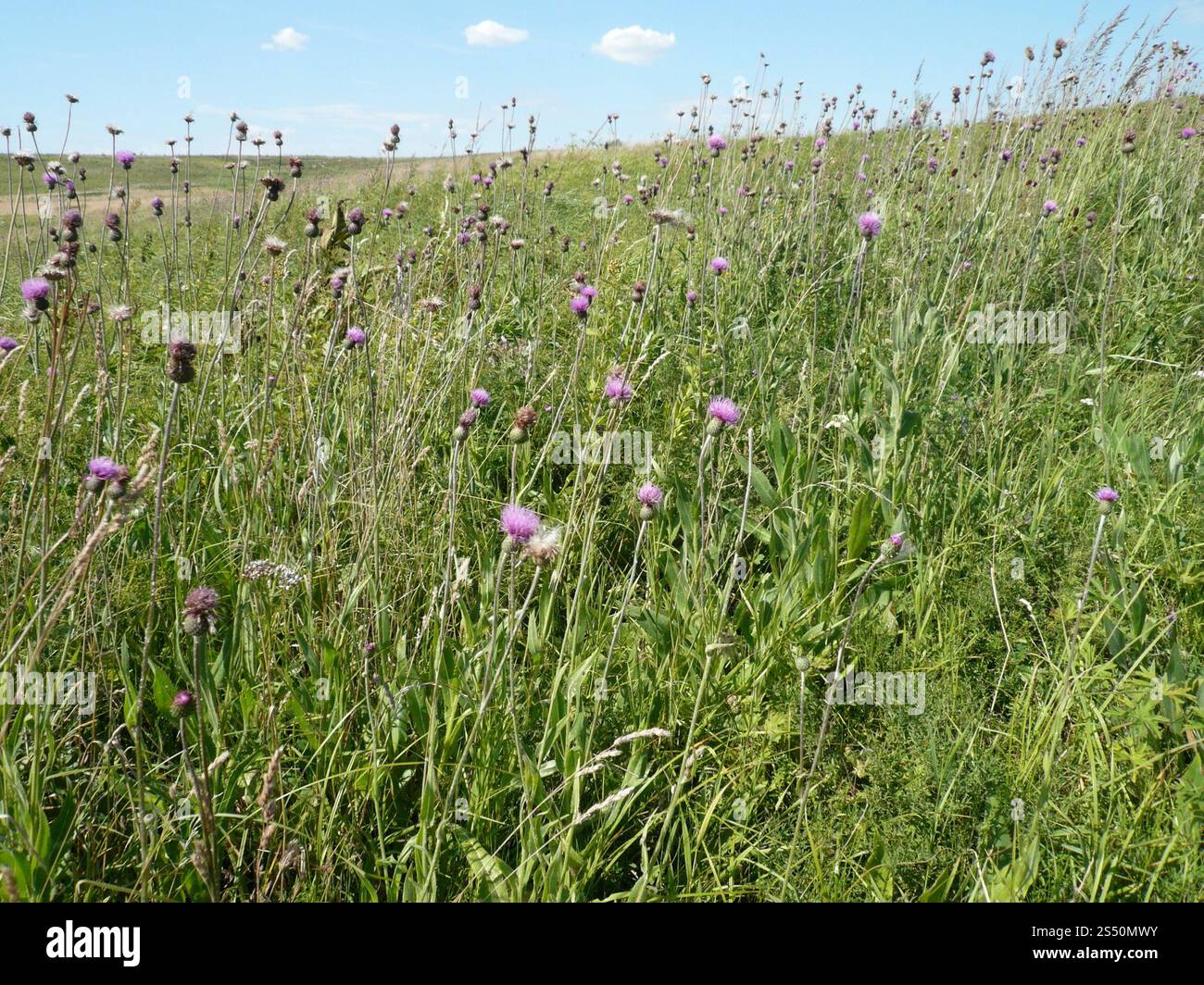 Queen Anne's thistle (Cirsium canum Stock Photo - Alamy