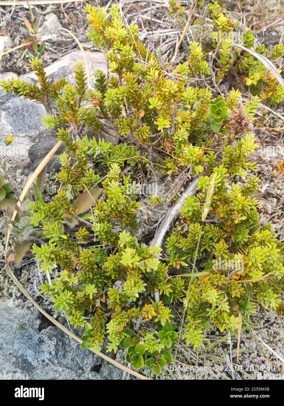 snow totara (Podocarpus nivalis Stock Photo - Alamy