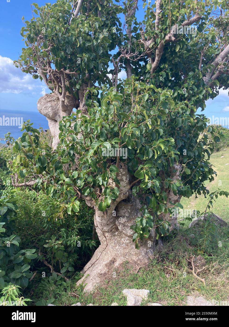 Water Mampoo (Pisonia subcordata Stock Photo - Alamy