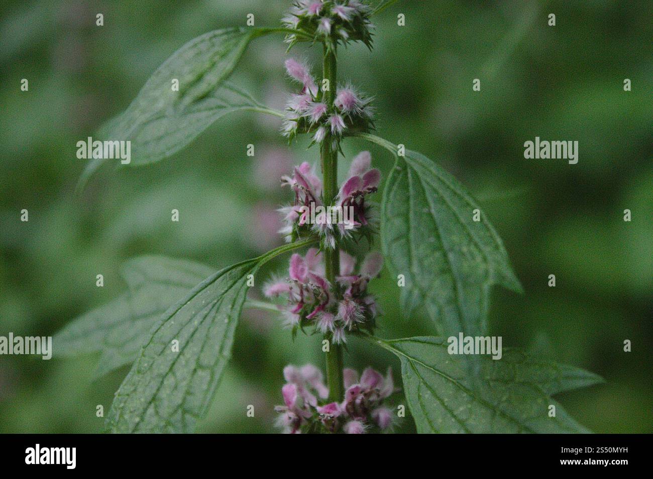 common motherwort (Leonurus cardiaca Stock Photo - Alamy
