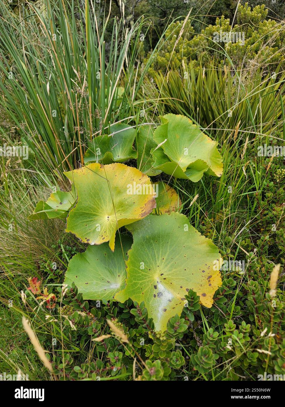 Mount Cook lily (Ranunculus lyallii Stock Photo - Alamy
