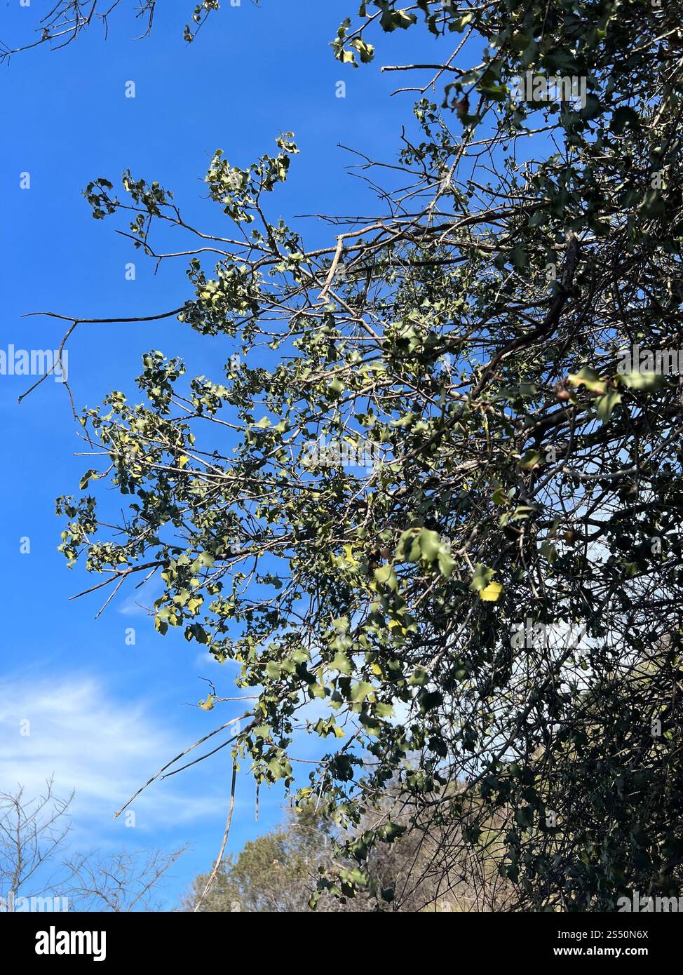 hollyleaf cherry (Prunus ilicifolia Stock Photo - Alamy