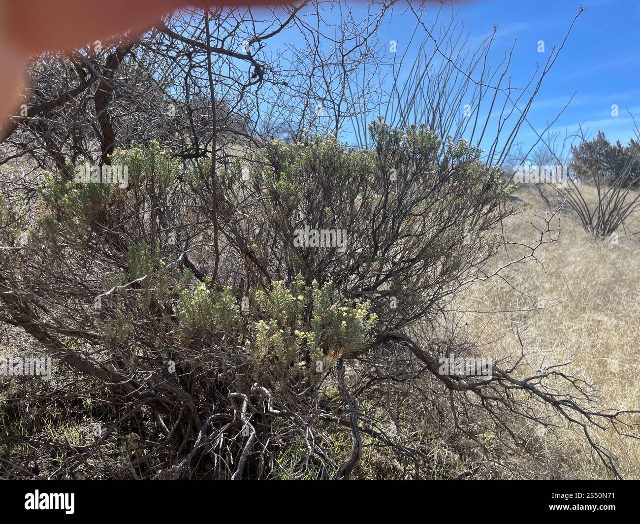 turpentine bush (Ericameria laricifolia Stock Photo - Alamy