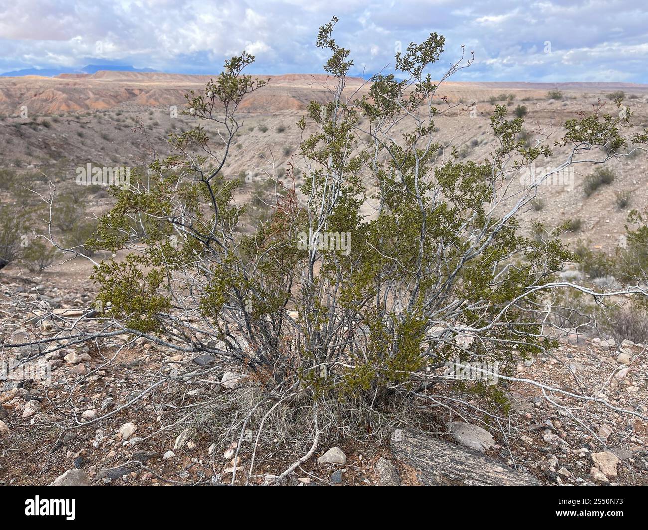 Creosote Bush (Larrea tridentata Stock Photo - Alamy