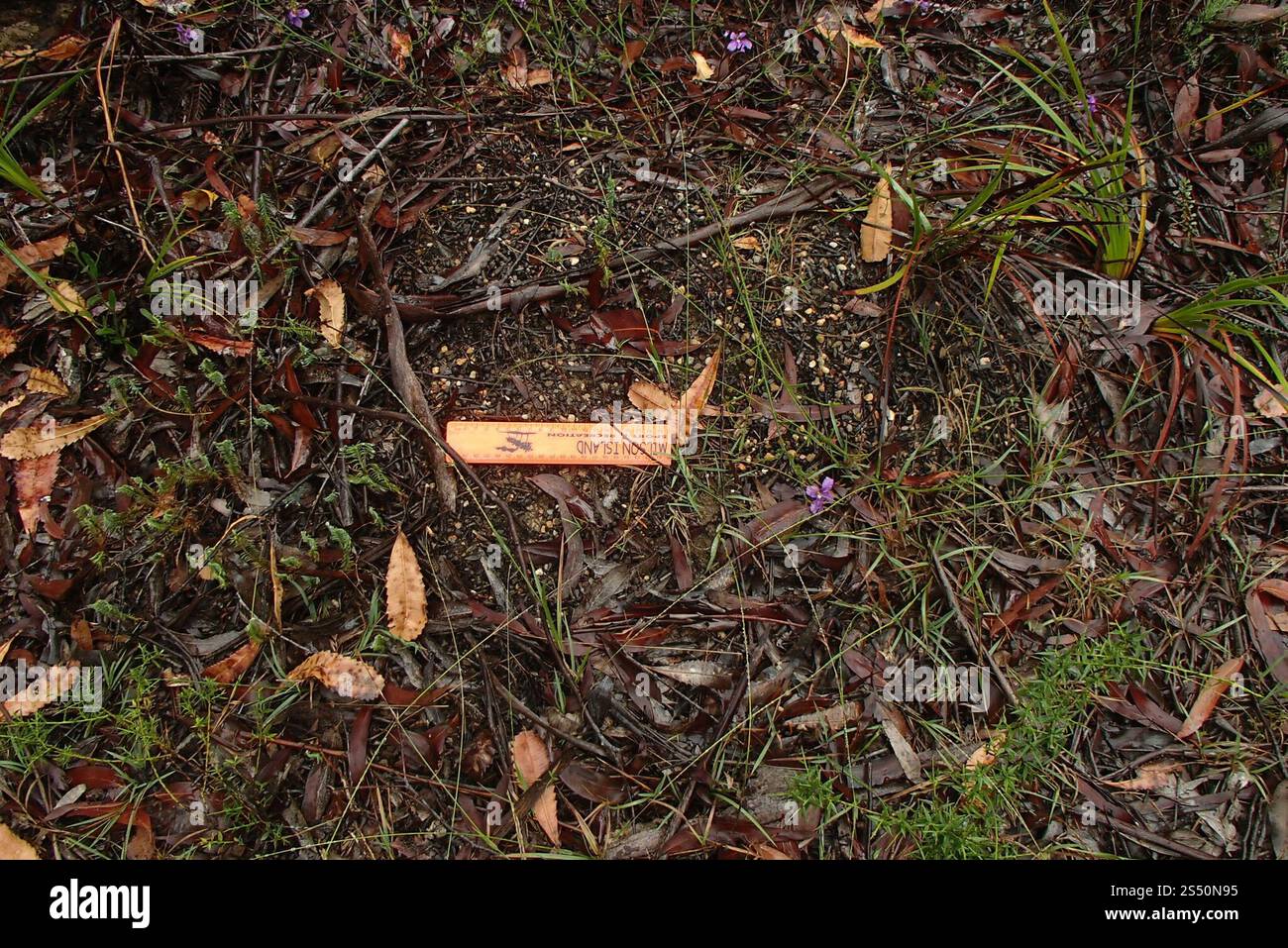 Inch Ant (Myrmecia pyriformis Stock Photo - Alamy
