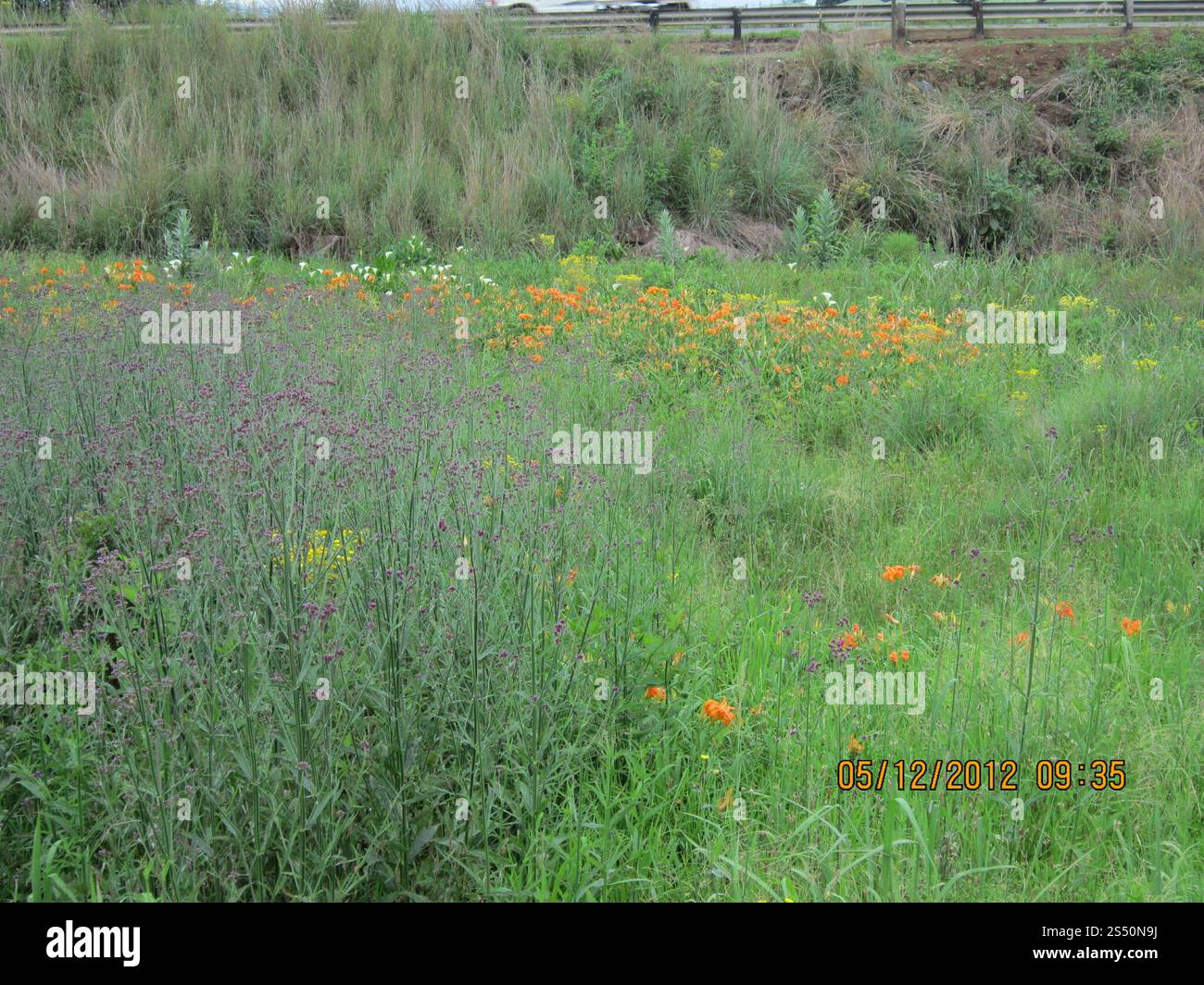 (Hemerocallis fulva kwanso Stock Photo - Alamy
