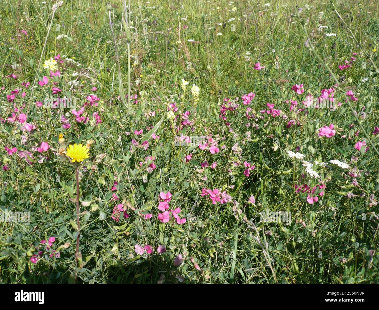 tuberous pea (Lathyrus tuberosus Stock Photo - Alamy