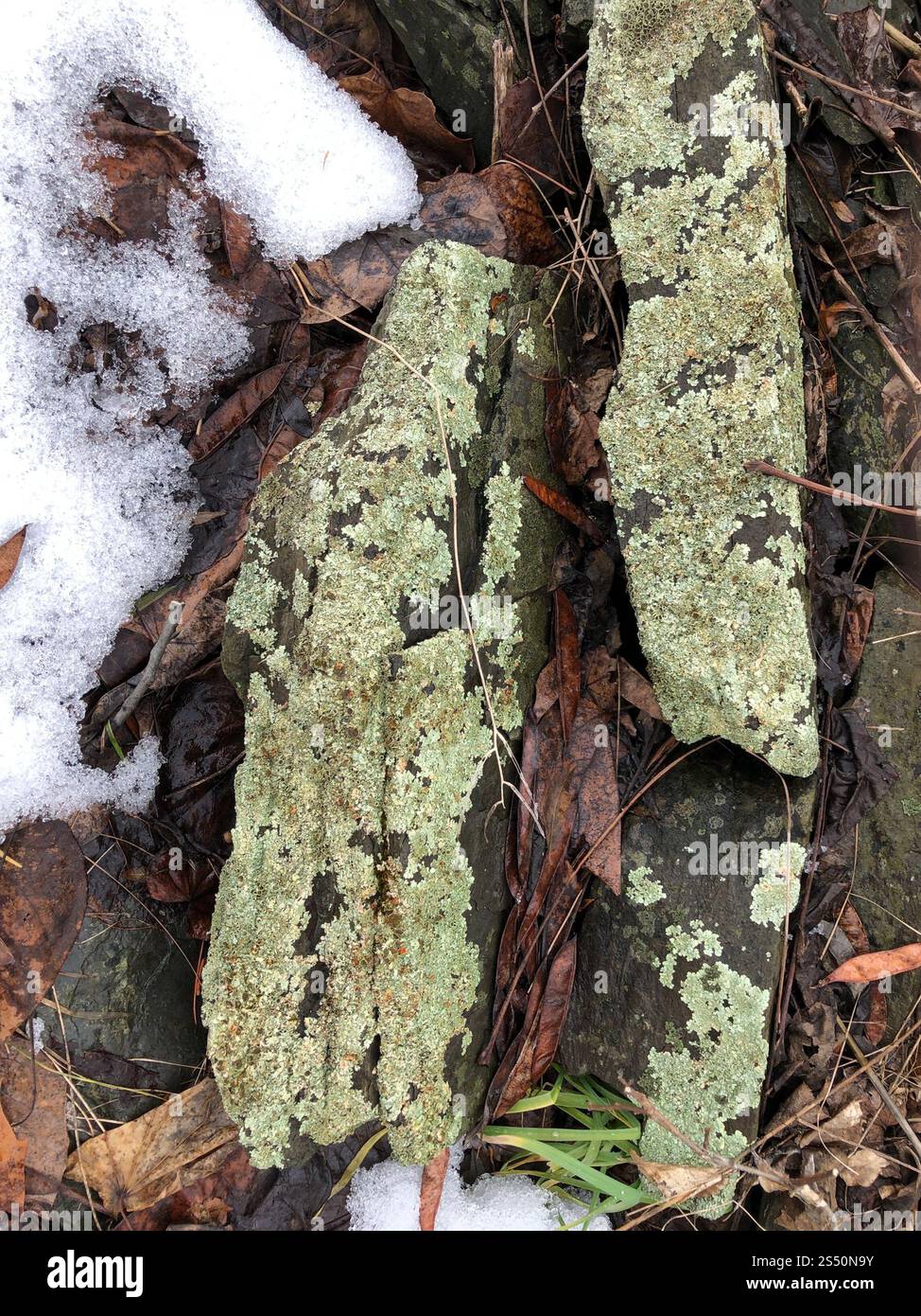rock shield lichens (Xanthoparmelia Stock Photo - Alamy