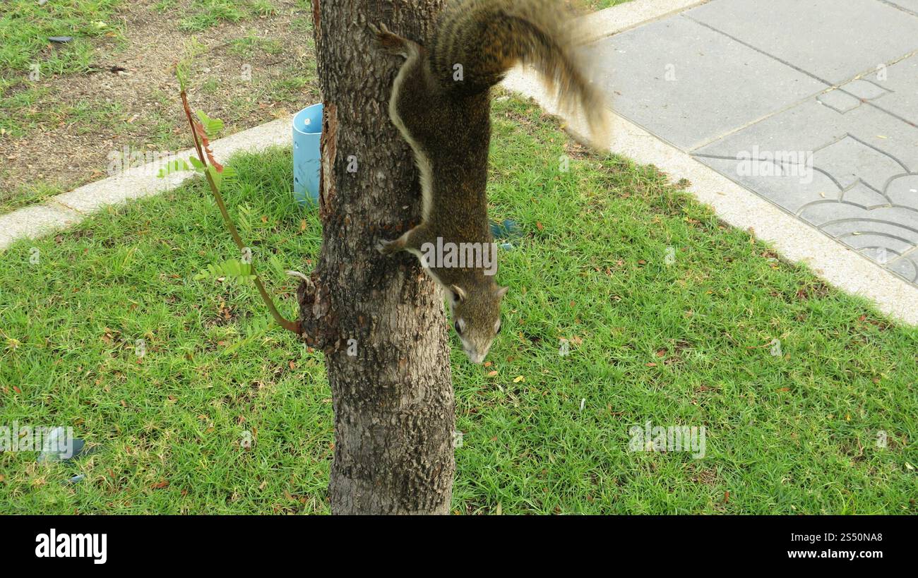 Finlayson's Squirrel (Callosciurus finlaysonii Stock Photo - Alamy