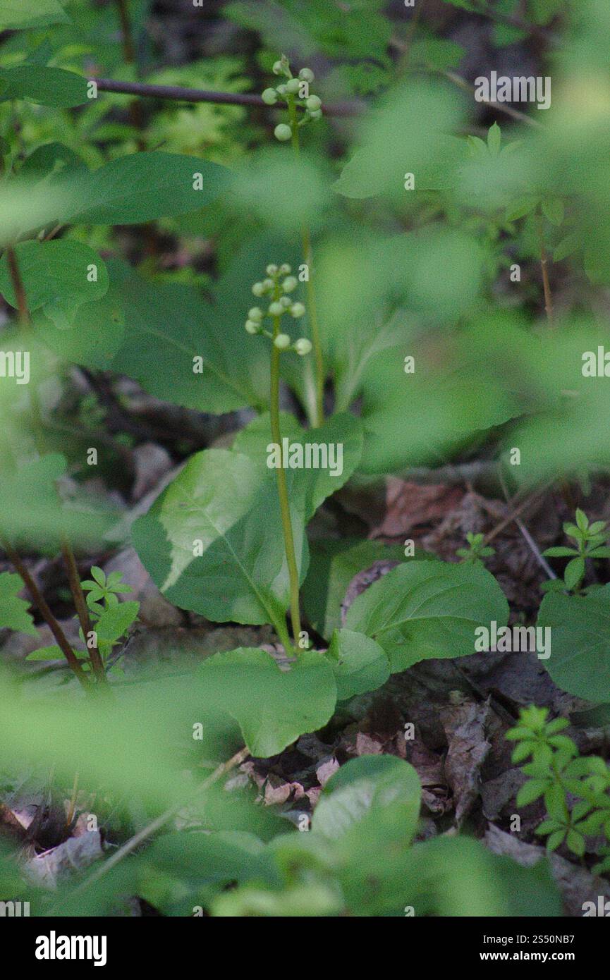 shinleaf (Pyrola elliptica Stock Photo - Alamy