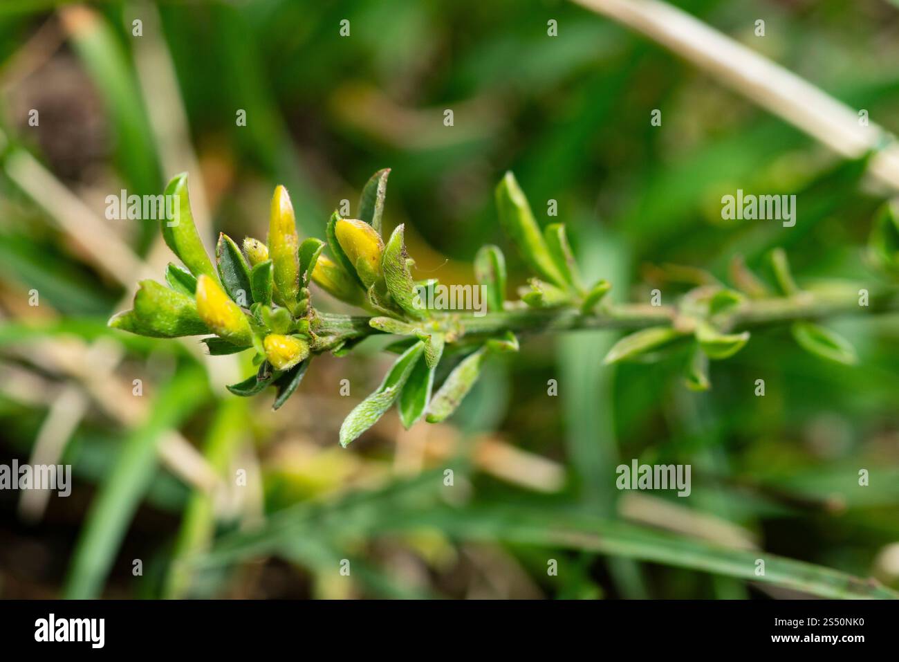 Hairy greenweed, Genista pilosa, Font D'Urle, The Vercors, France Stock ...