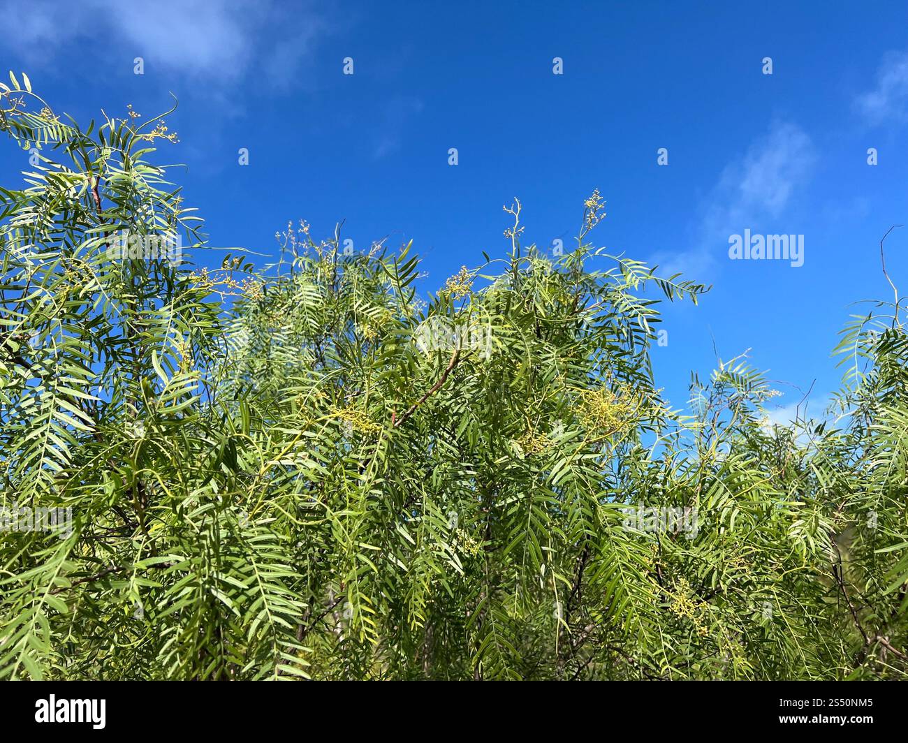 Peruvian Pepper Tree (Schinus molle Stock Photo - Alamy