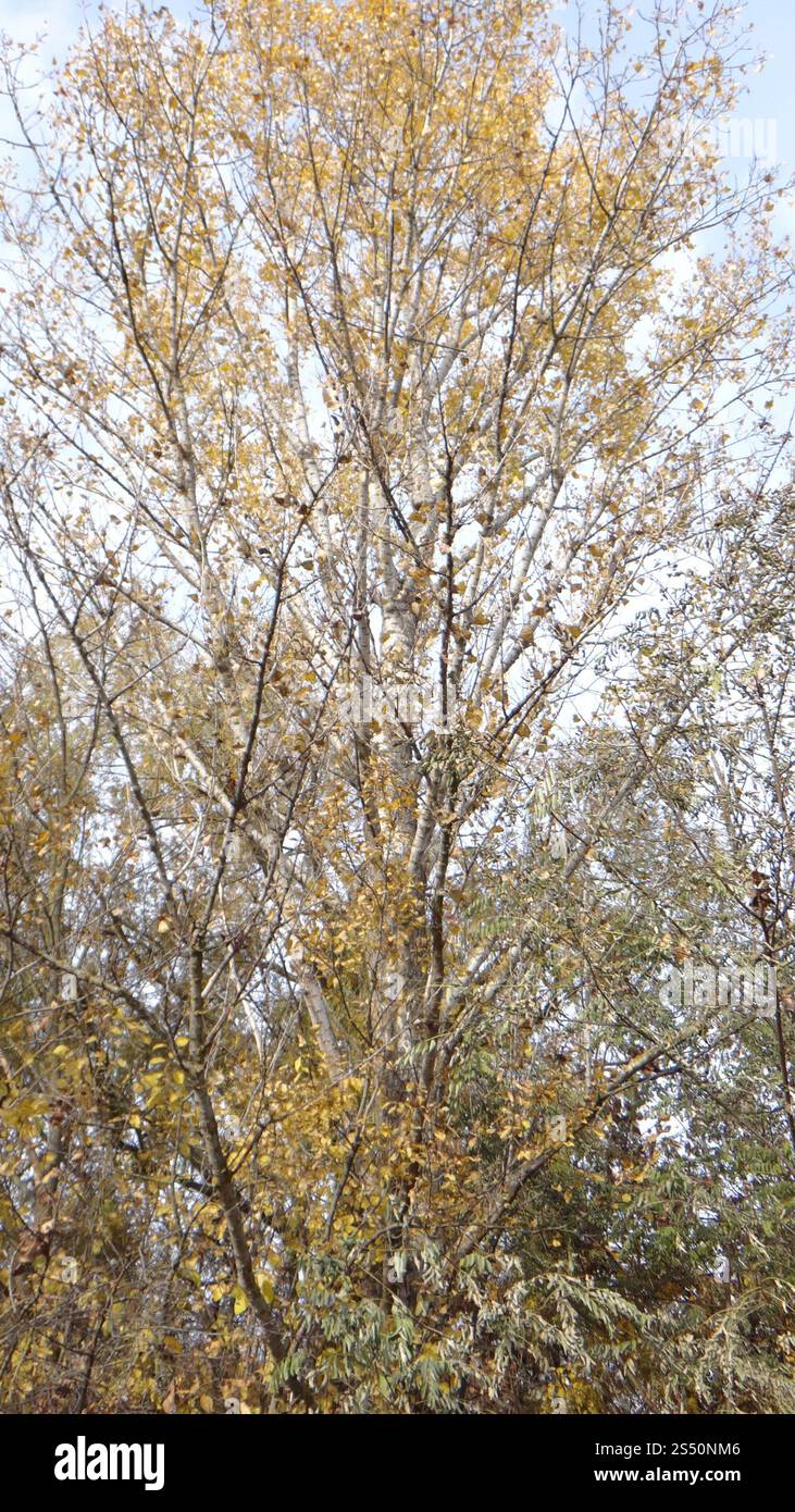 poplars, cottonwoods, and aspens (Populus Stock Photo - Alamy