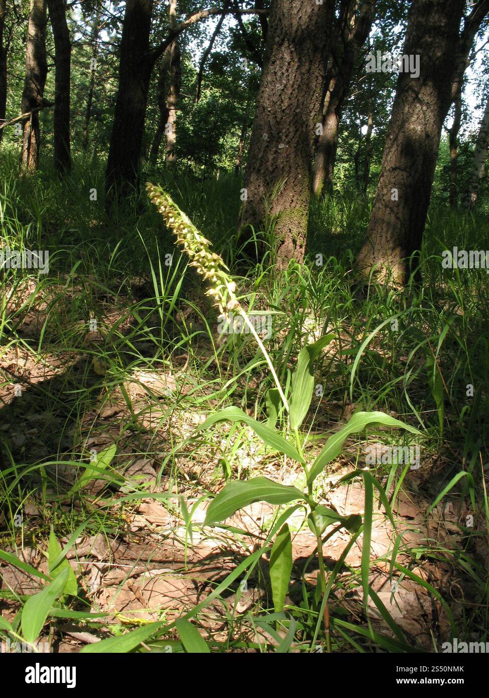 Broad-leaved helleborine (Epipactis helleborine Stock Photo - Alamy