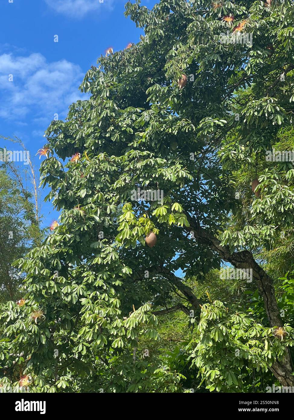 Provision tree pachira aquatica hi-res stock photography and images - Alamy